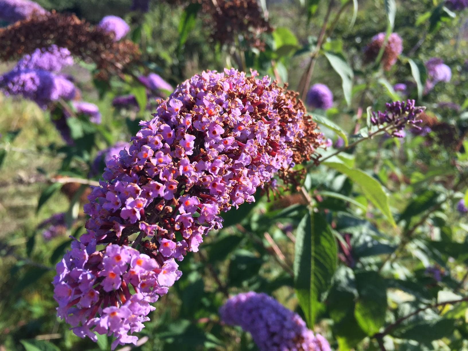 Plant of the Week – Buddleja – Invasive Weed Solutions UK