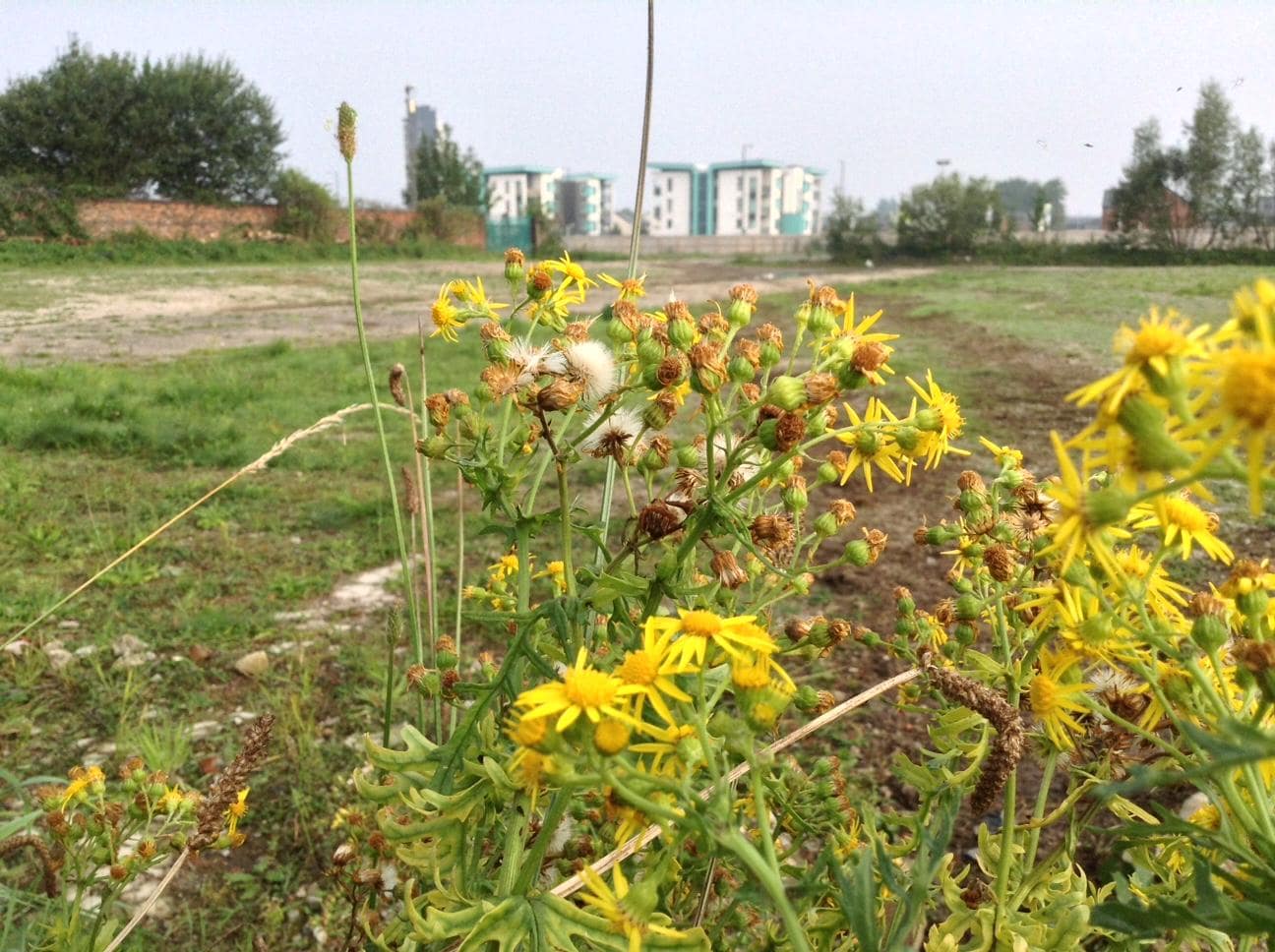 Plant of the Week – Common Ragwort – Invasive Weed Solutions UK